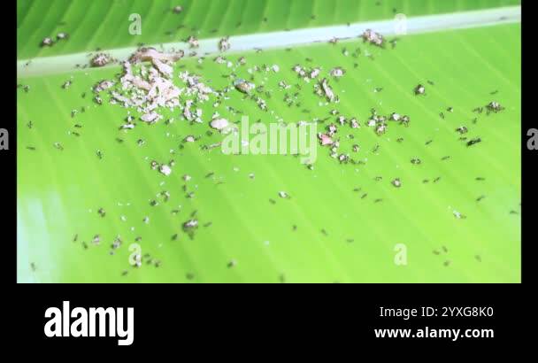 Ants carrying insects. An insect larva died. A group of ants came and ...