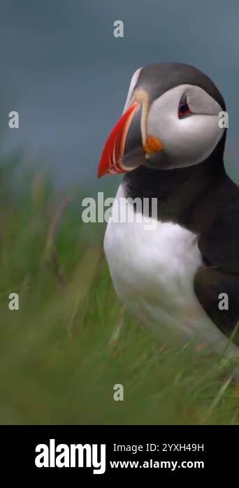 Atlantic puffin also know as common puffin is species of seabird in the ...