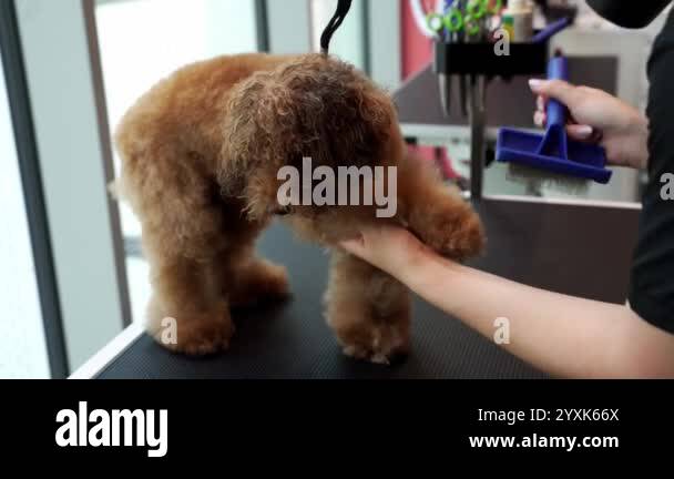 Dog grooming 4k video. Brushing little maltipoo before bathing to ...