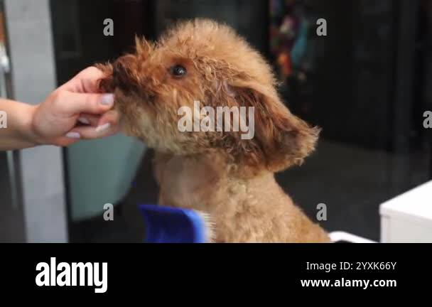 Using animal deshedding brush to remove tangles and lose dog hair 4k ...