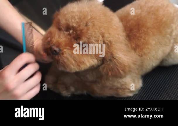 Using animal deshedding brush to remove tangles and lose dog hair 4k ...