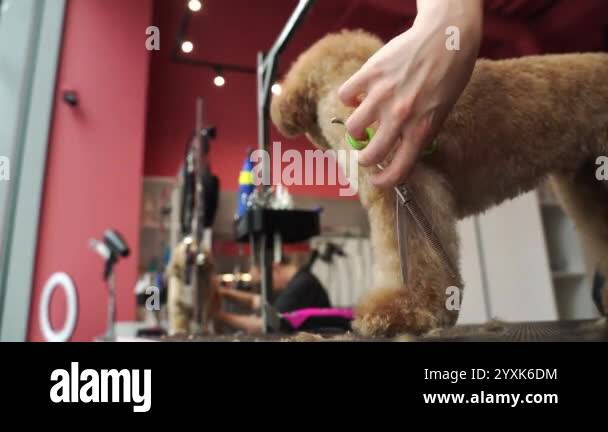 Groomer is carefully using shears to trim dog hair on paws 4k video ...