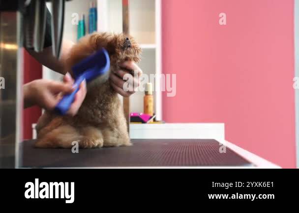 Dog grooming 4k video. Brushing little maltipoo before bathing to ...