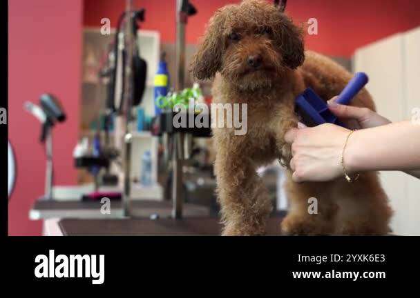 Dog grooming 4k video. Brushing little maltipoo before bathing to ...