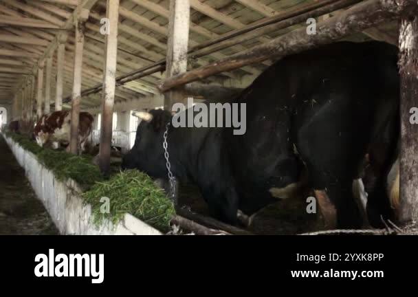 Cows on a dairy farm eating. Cattle of cows Stock Video Footage - Alamy
