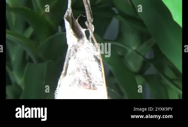 worm in the cocoon Stock Video Footage - Alamy