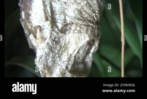 worm in the cocoon Stock Video Footage - Alamy