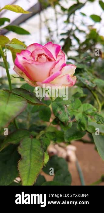 A lush rose bush in full bloom, showcasing vibrant and fragrant roses ...