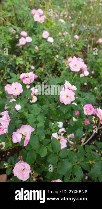 A lush rose bush in full bloom, showcasing vibrant and fragrant roses ...