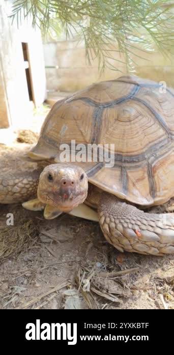A large terrestrial tortoise captured in a close-up as it slowly moves ...