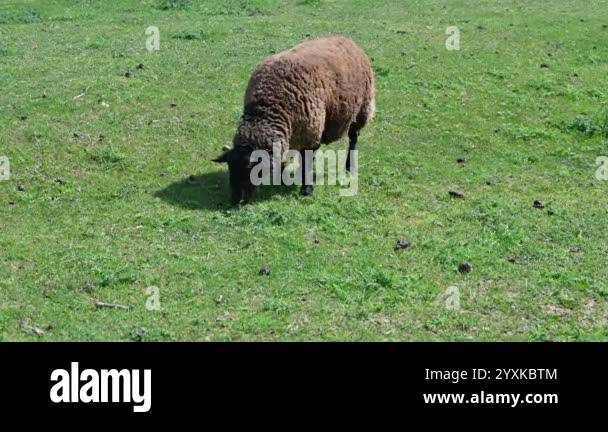 sheep grazing on the lawn in the mountains Stock Video Footage - Alamy