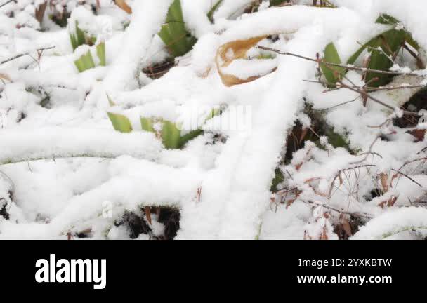 first snow is covering on tree leaves branches on tree in winter time ...