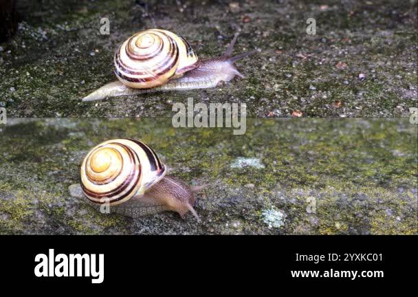 snail race between two garden snails Stock Video Footage - Alamy