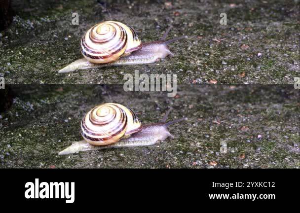 snail race between two garden snails with starting signal Stock Video ...