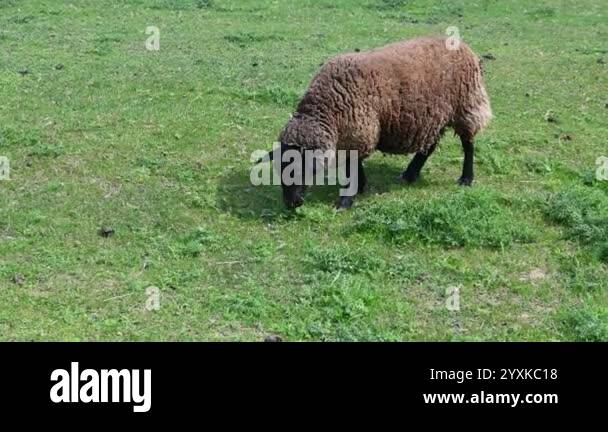 sheep grazing on a green lawn in the village Stock Video Footage - Alamy