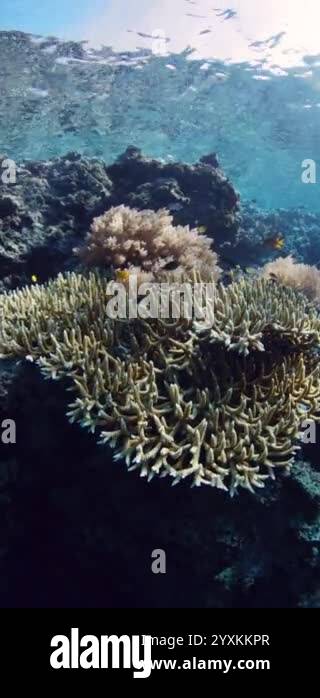 Scenic underwater view with corals and tropical fish in blue ocean ...