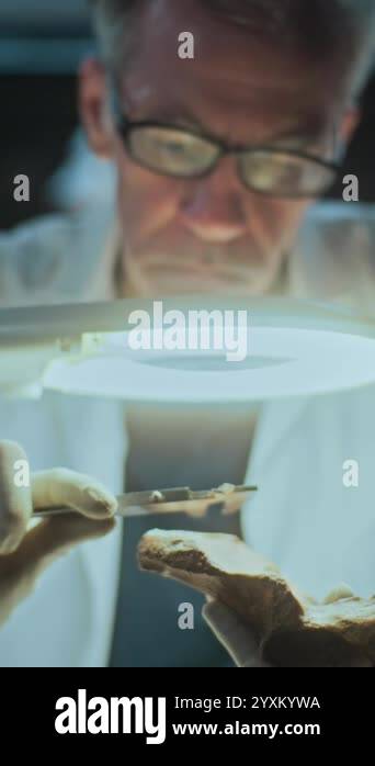 Senior archaeologist takes measurements of fossil bone using ...