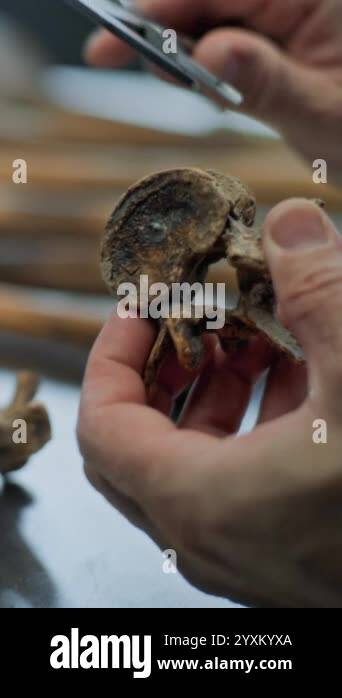 Vertical shot of measuring bones of prehistoric human or animal using ...