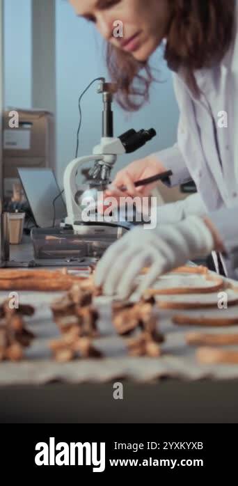 Female archaeologist or paleontologist examines bones of prehistoric ...