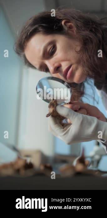 Female scientist works with specimen collection of fossil remains in ...