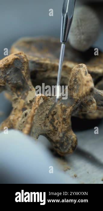Vertical shot of cleaning bone of extinct dinosaur from sand with tools ...