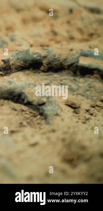 Vertical shot shot of fossil remains of ancient human or animal ...