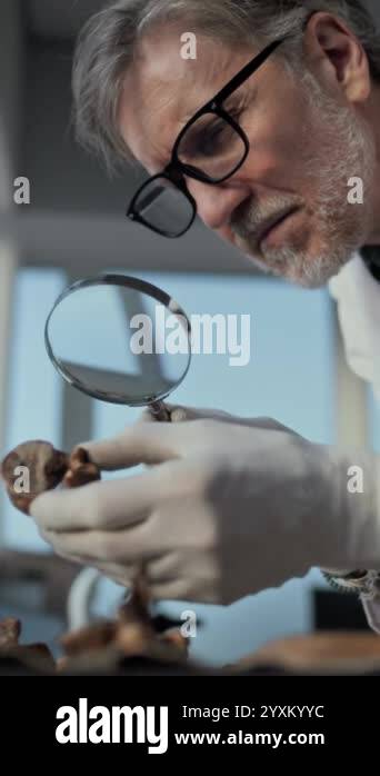 Mature scientist works with specimen collection of fossil remains in ...
