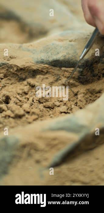 Vertical shot shot of cleaning bones of prehistoric human or dinosaur ...
