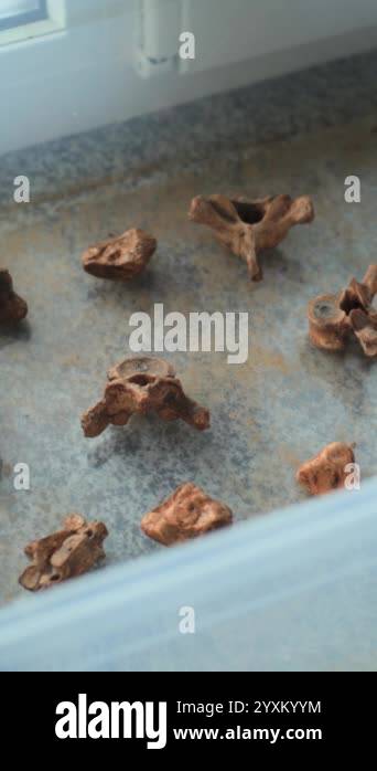 Vertical shot of fossil specimen collection lying in box in ...