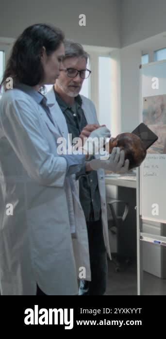 Male and female scientists study fossil skull of ancient man using ...