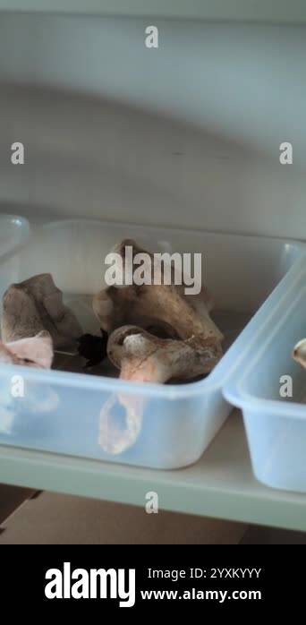 Fossil specimen collection lying in boxes on shelf in archaeological ...