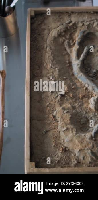 Specimen collection of fossil skulls, remains of ancient extinct human ...