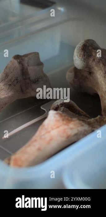 Bones, remains of prehistoric human or dinosaur skeleton. Fossil ...