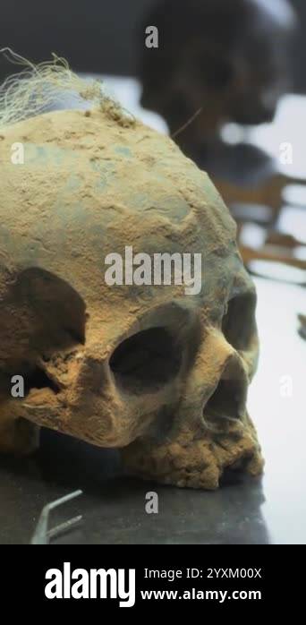 Archaeological laboratory: Skull of prehistoric human on table. Ancient ...