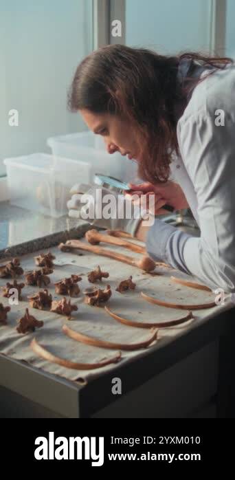 Vertical shot scientist works with specimen collection of fossil ...