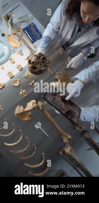 Vertical shot of two scientists studying bones of ancient human ...
