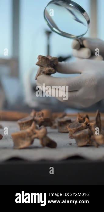 Male archaeologist or paleontologist examines bones of prehistoric extinct human skeleton with ...
