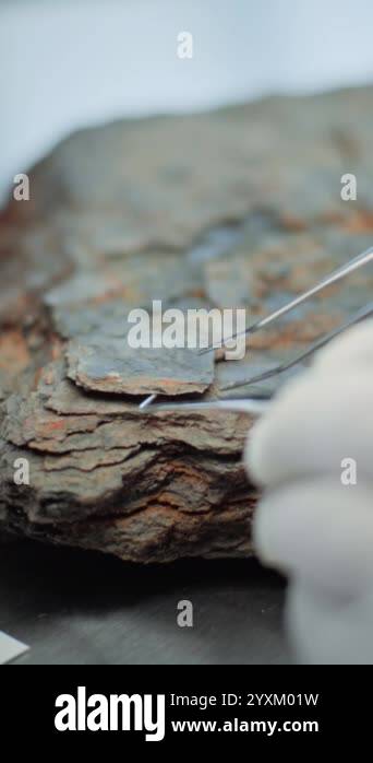 Vertical shot of archaeologist in gloves cleaning fossil using ...