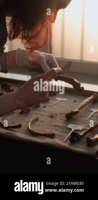 Female scientist or archaeologist measures bone using tool, examines ...