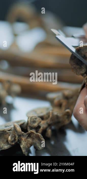Vertical shot shot of archaeologist taking measurements of bones of ...