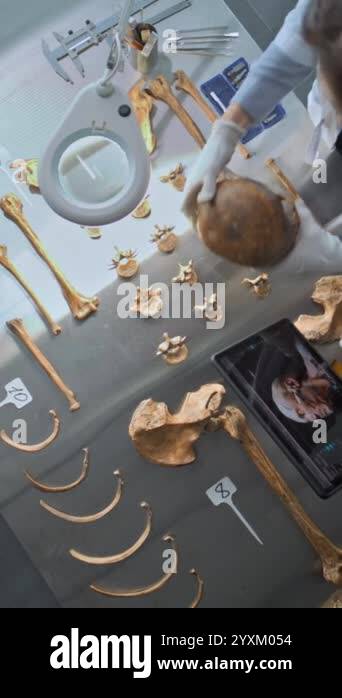 Vertical shot Two scientists study bones of ancient human skeleton ...