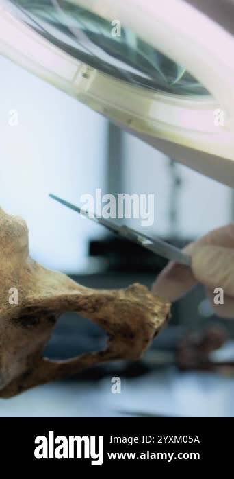 Vertical shot shot of scientist measuring fossil bone of prehistoric ...