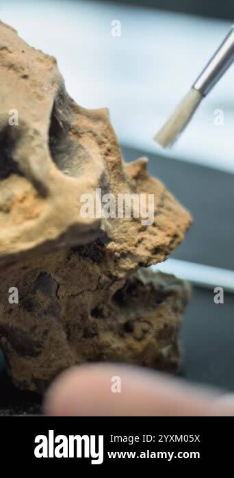 Vertical shot of cleaning skull of prehistoric extinct human after ...