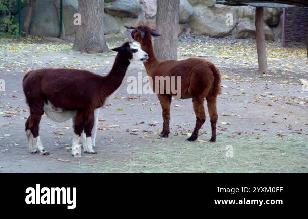 alpaca feeds baby milk on the farm, farm animals eat hay Stock Video ...