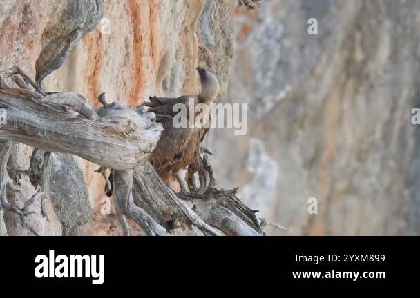 Griffon Vulture (Gyps fulvus), Crete Stock Video Footage - Alamy