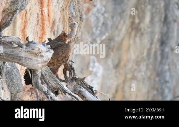 Griffon Vulture (Gyps fulvus), Crete Stock Video Footage - Alamy
