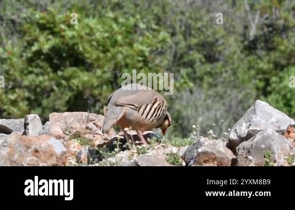 Chukar partridge chukar Stock Videos & Footage - HD and 4K Video Clips ...