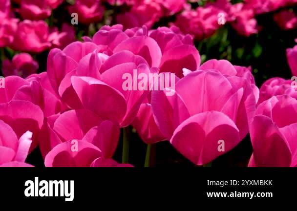 Scenic sunlight at famous tulip fields with iconic Dutch Windmill Stock ...