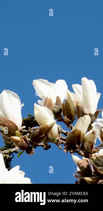 Magnolia tree in bloom. Light breeze moves beautiful pink magnolia ...