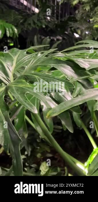 Fresh green foliage, branches of palm trees and tropical trees in ...